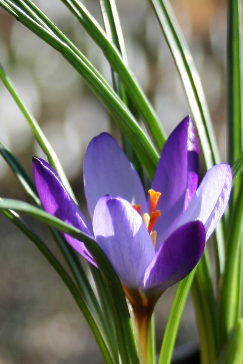 Crocus biflorus subsp. tauri - Michael Camphausen