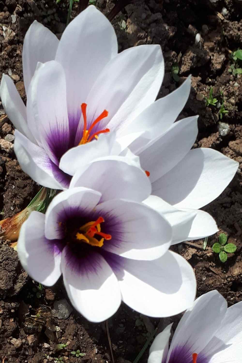 Crocus mathewii ' Alicia ' - Michael Camphausen